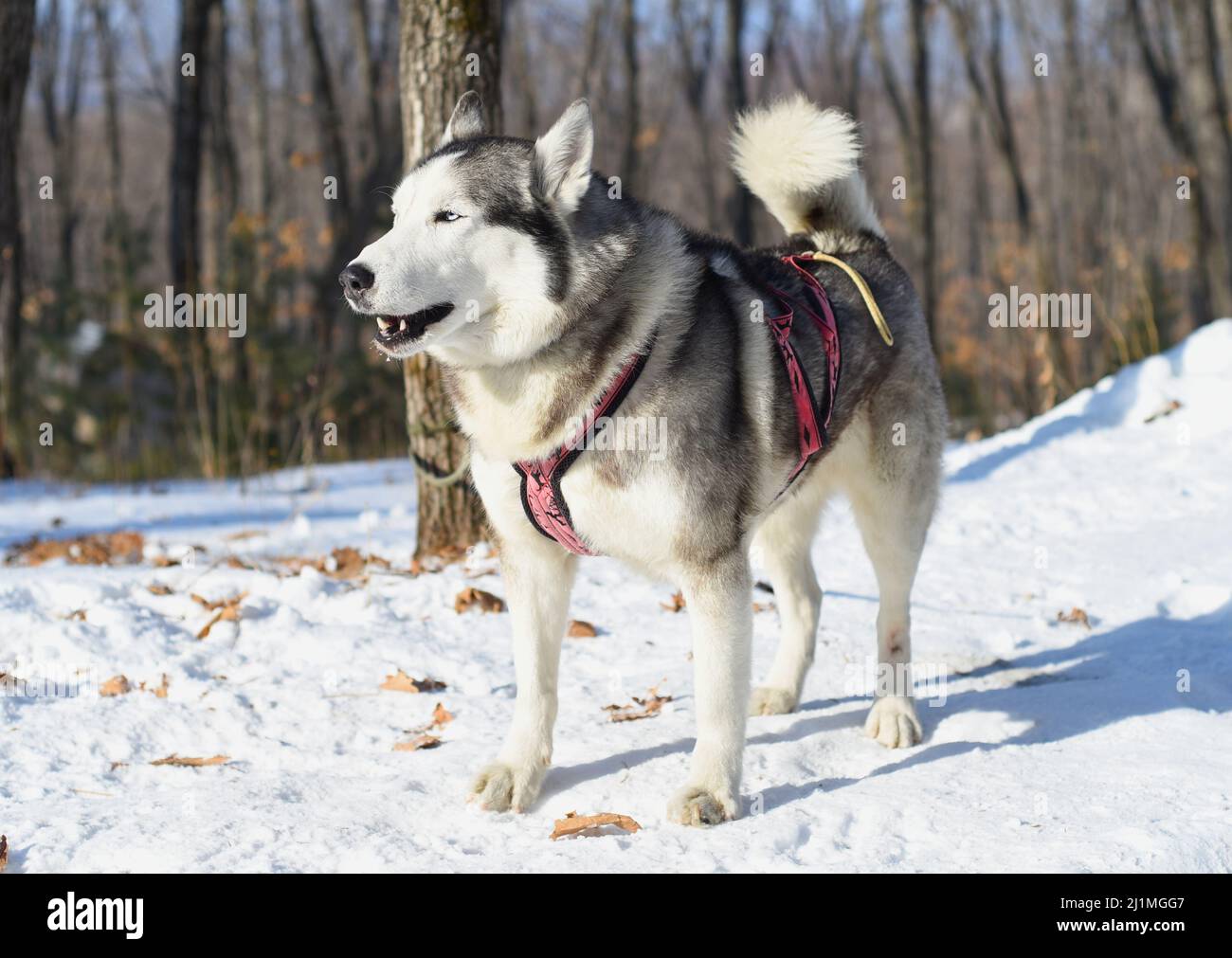 Portrait of young siberian husky looking away Stock Photo - Alamy