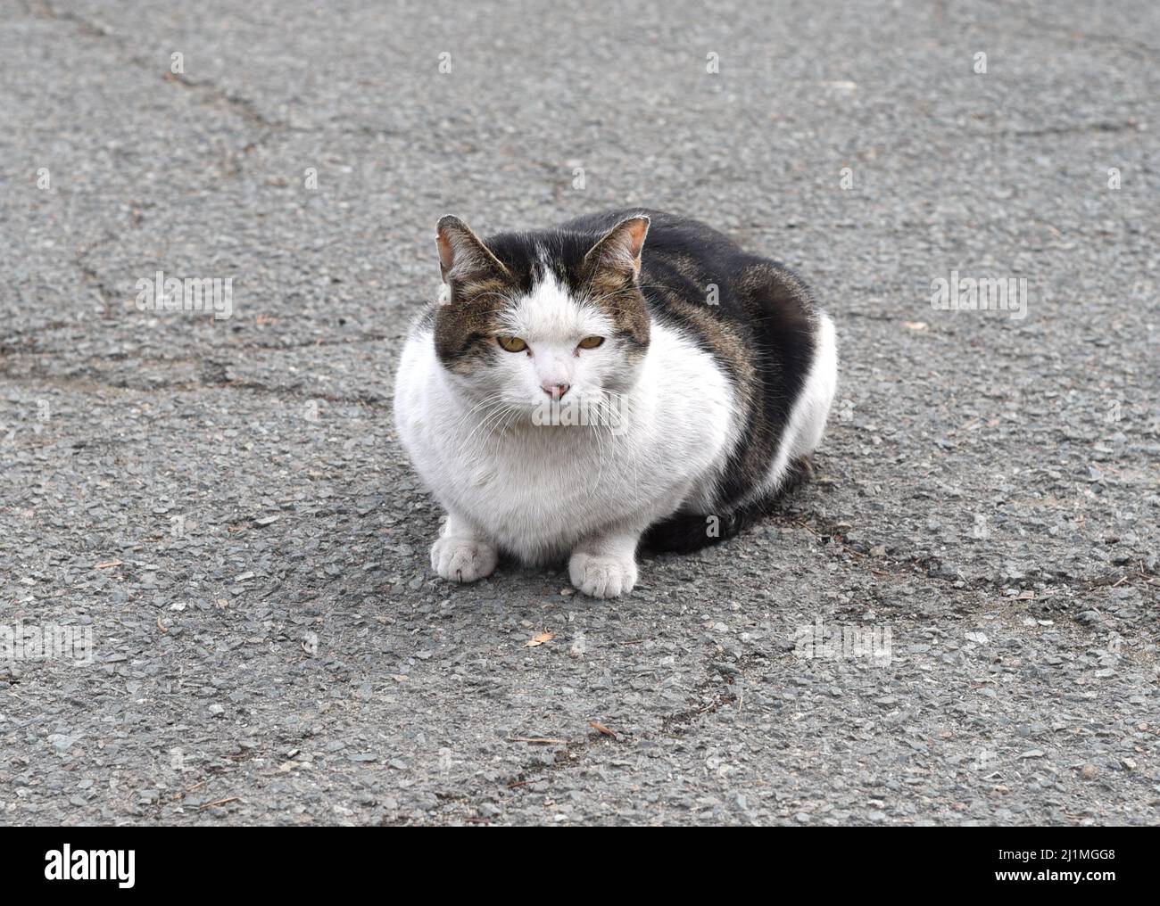 Young cat on road hi-res stock photography and images - Alamy