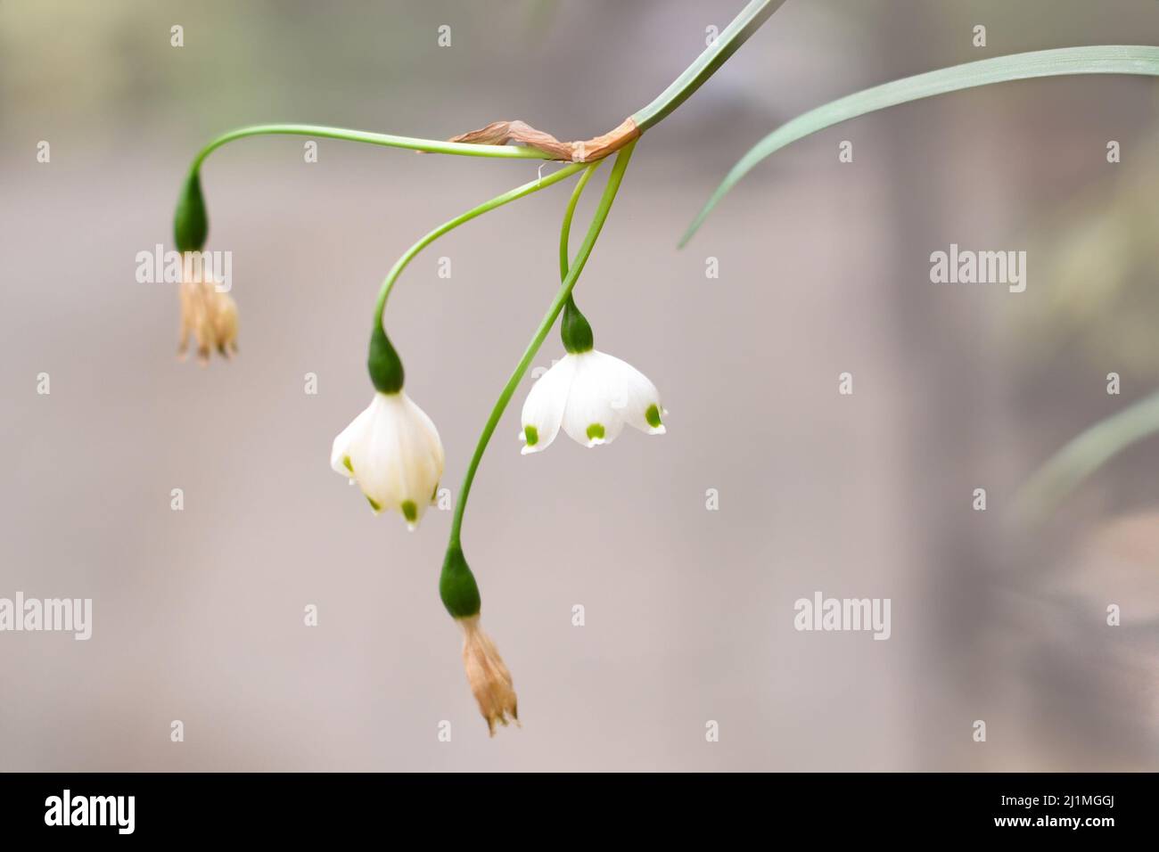 flower of Leucojum aestivum Gravetye giant or Summer snowflake Stock ...