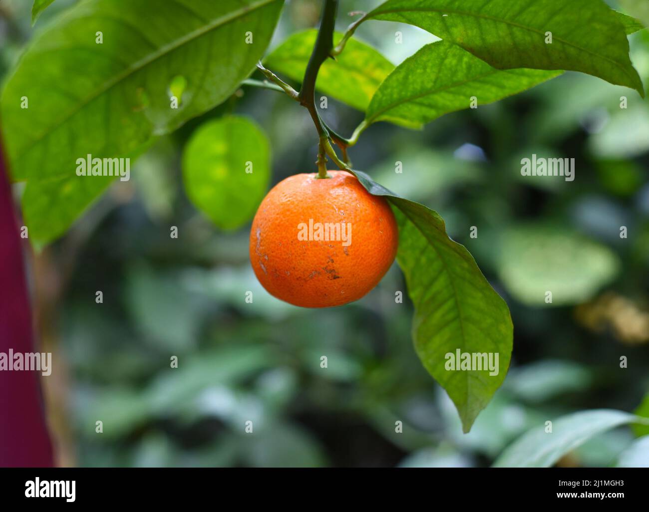 Small orange fruit growing on a tree Stock Photo - Alamy