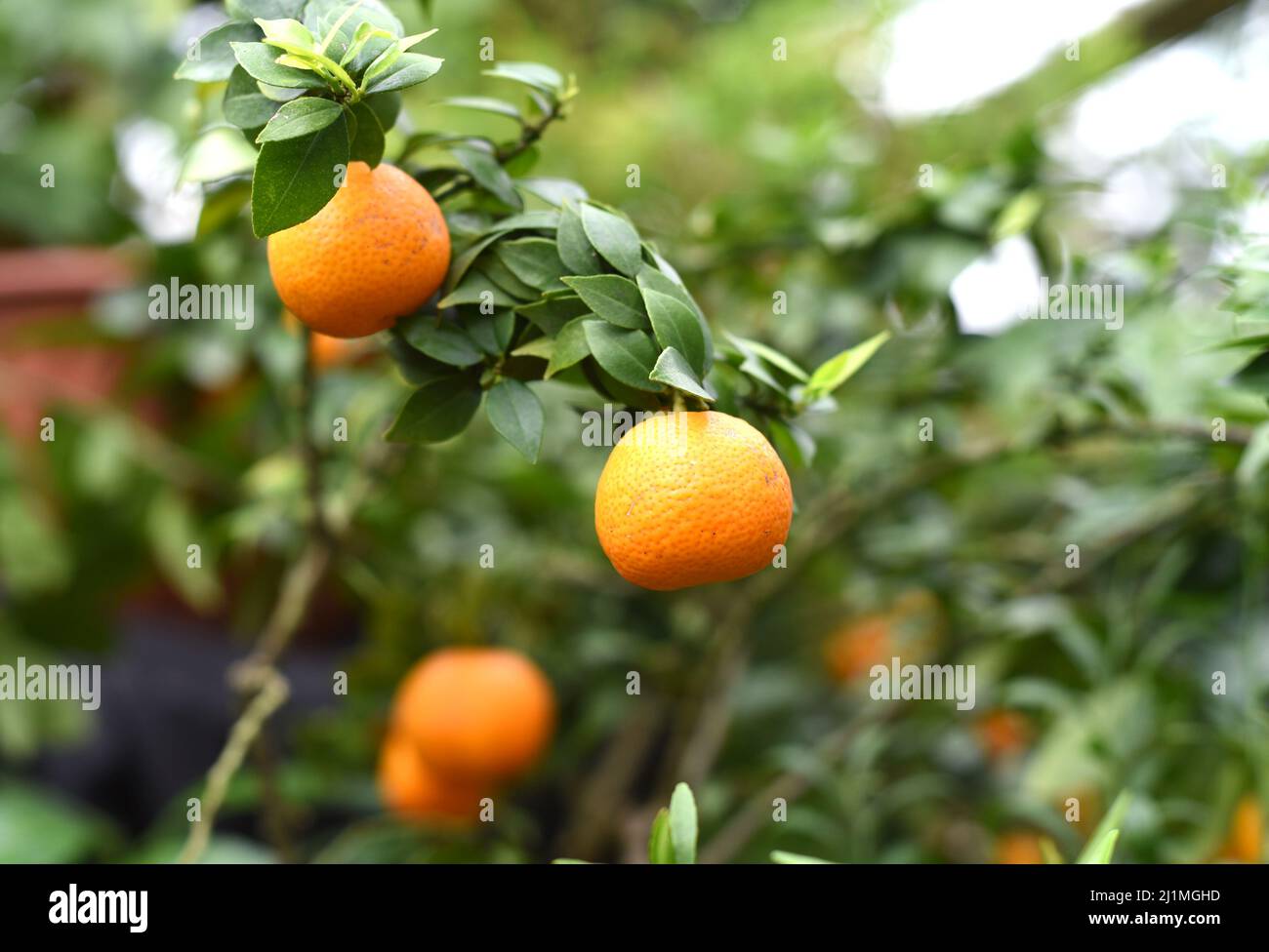 Citrus Myrtifolia Chinotto or myrtle-leaved orange tree close up Stock ...