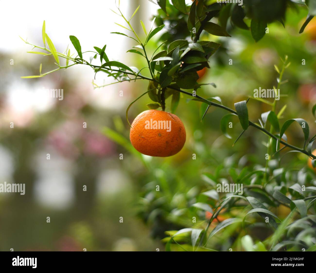 Bright orange tree flowers hi-res stock photography and images - Alamy