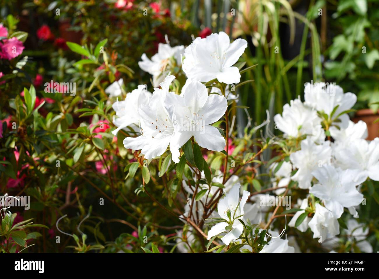 White azalea flowers growing on a shrub Stock Photo - Alamy