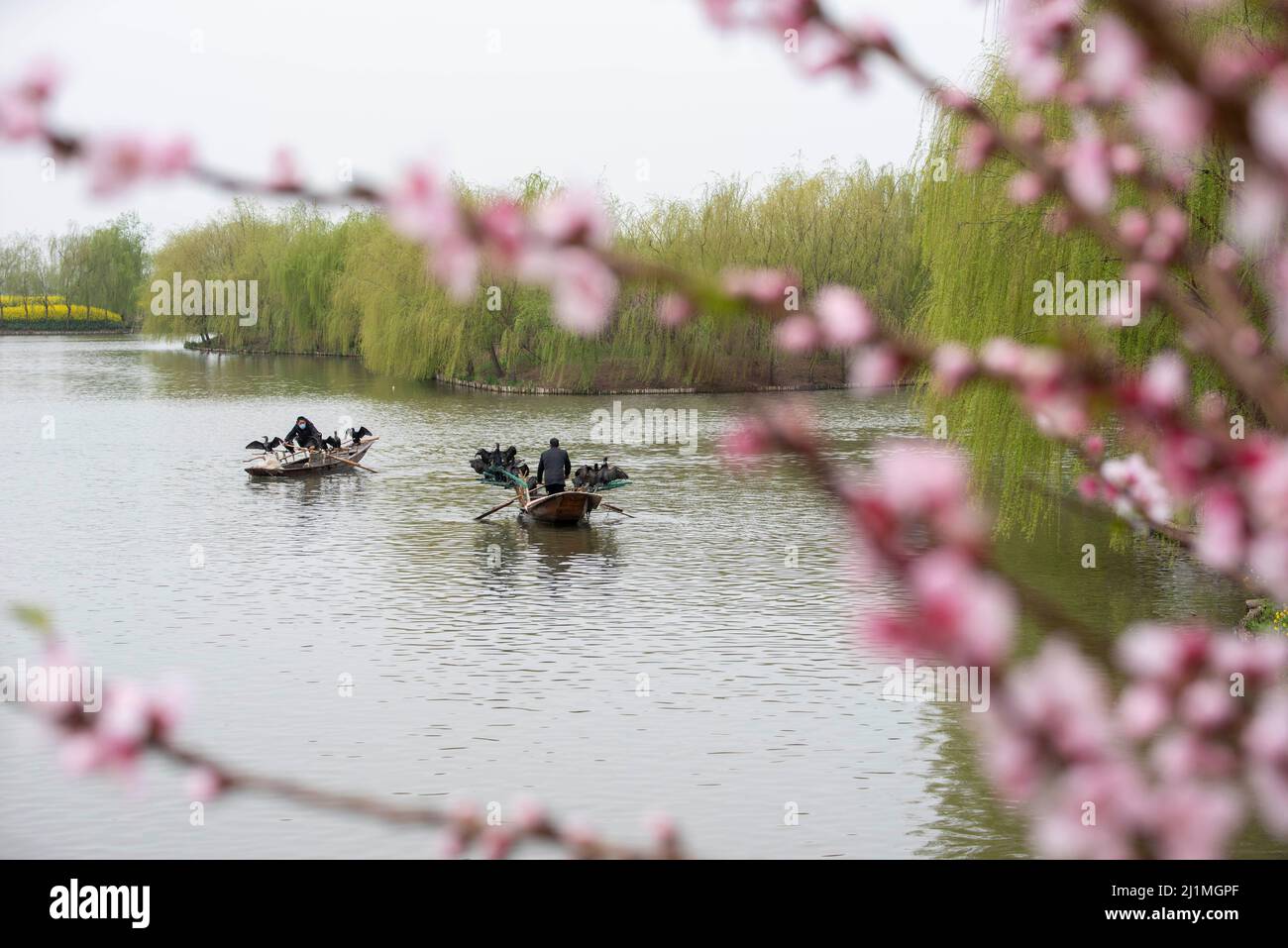 HAIAN, CHINA - MARCH 26, 2022 - Local fishermen show cormorant fishing ...