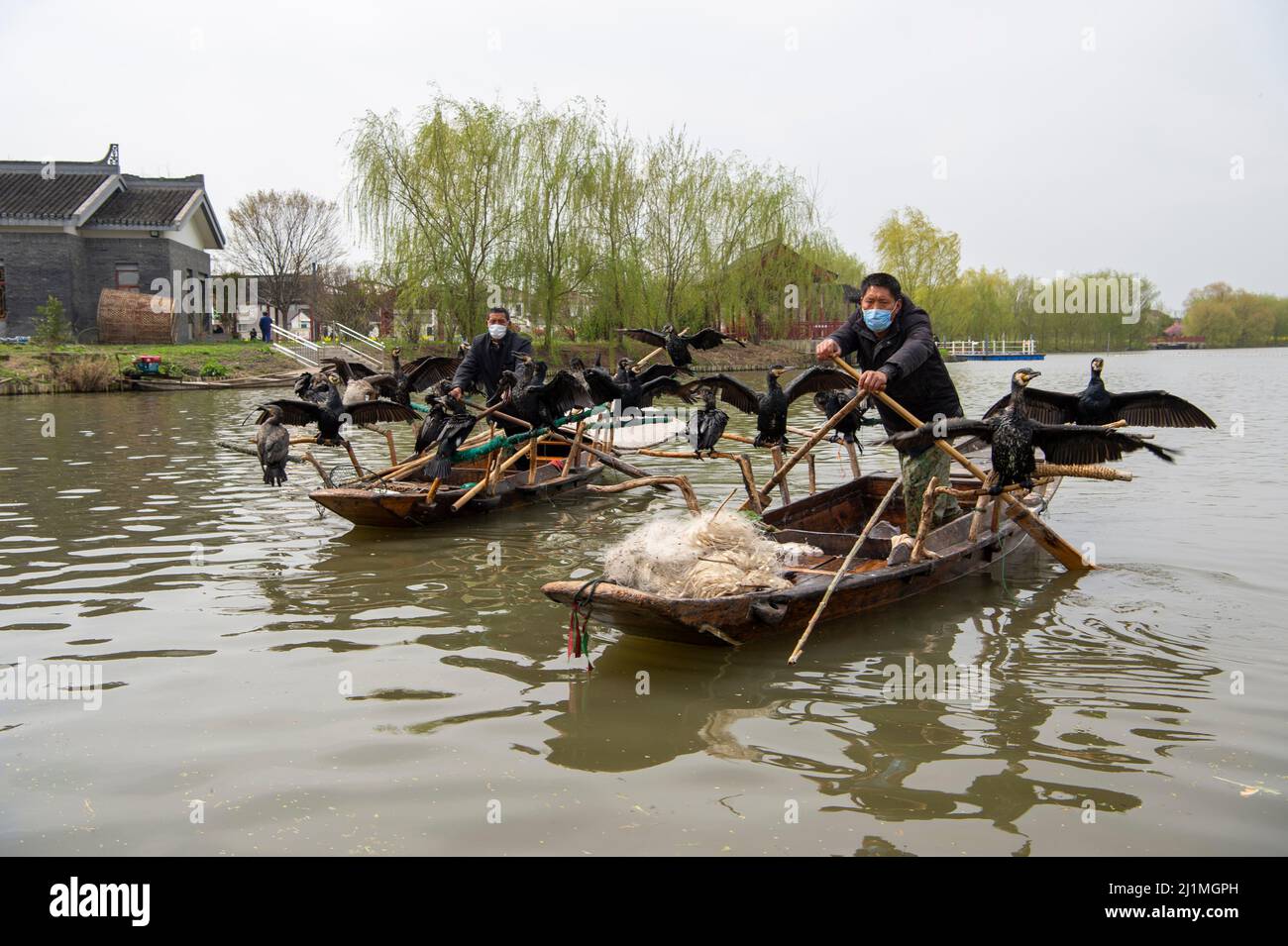 HAIAN, CHINA - MARCH 26, 2022 - Local fishermen show cormorant fishing ...