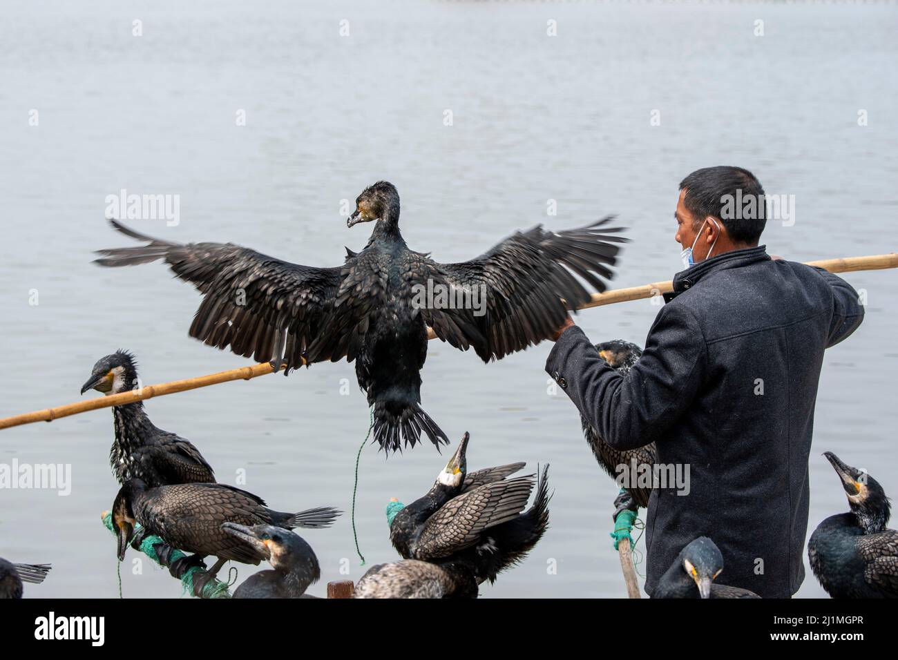 HAIAN, CHINA - MARCH 26, 2022 - Local fishermen show cormorant fishing ...