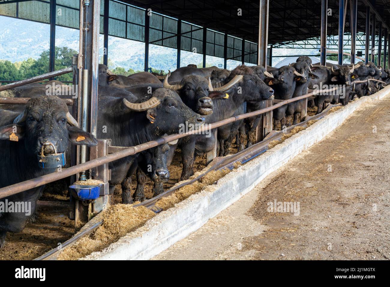 Mediterranea Italiana black buffalo raised on Italian cheese farm for ...