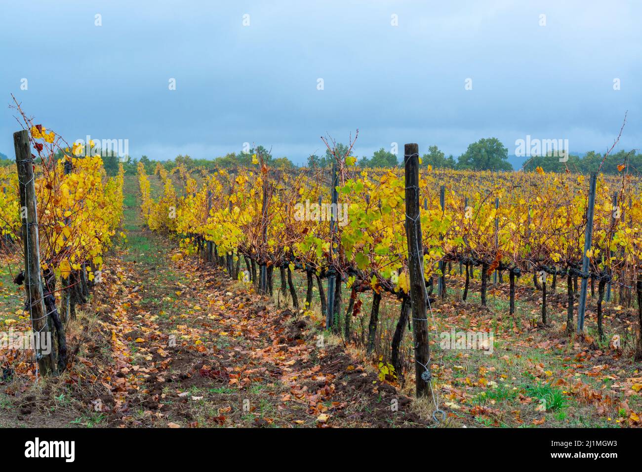 Rainy autumn day on vineyards near Orvieto, Umbria, rows of grape ...
