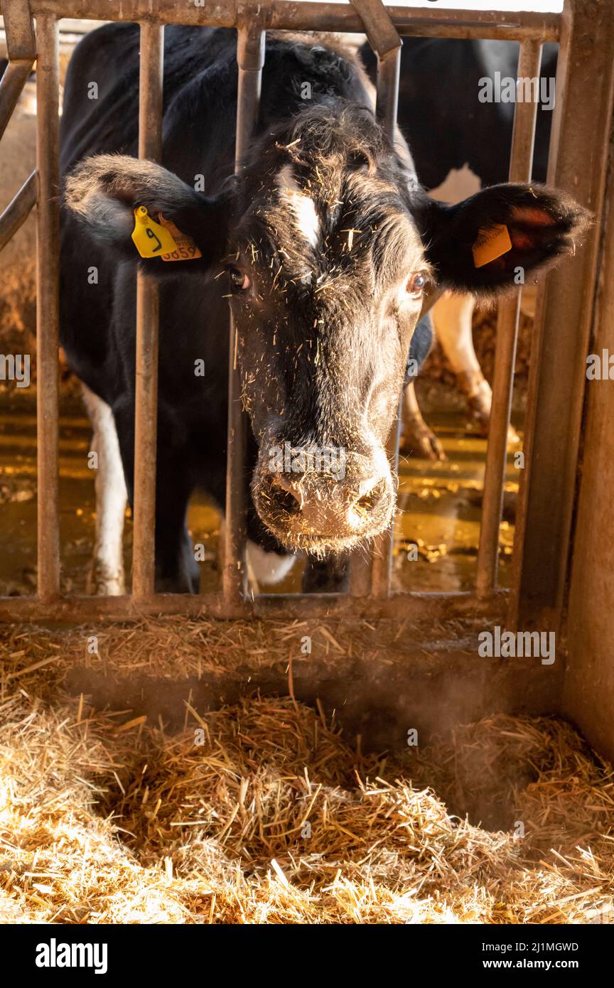 Sunny morning on parmesan parmiggiano-reggiano cheese production farm ...