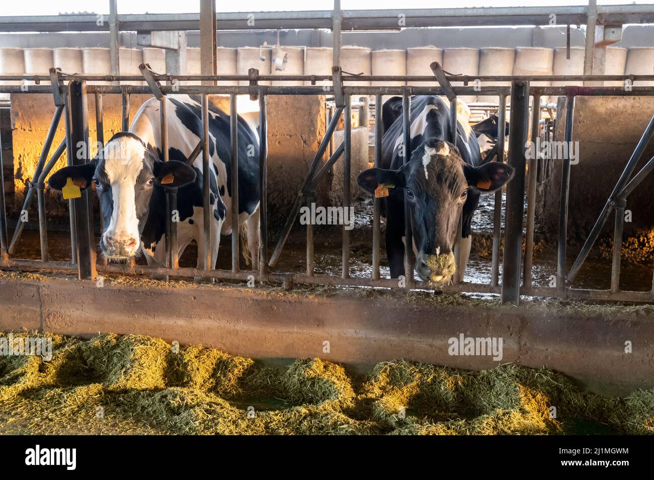 Sunny morning on parmesan parmiggiano-reggiano cheese production farm ...