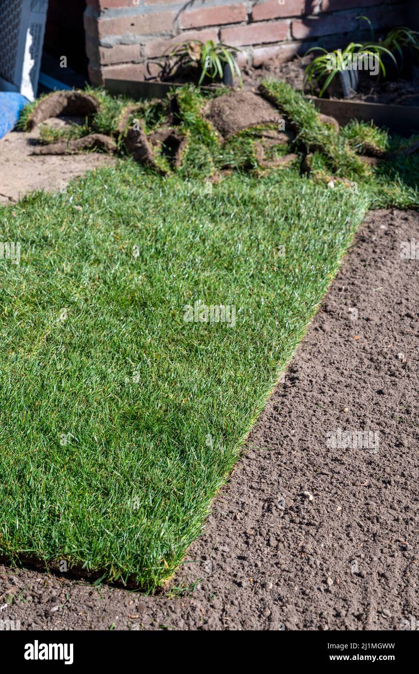 Making of natural green lawn in garden with rolls of green grass ...