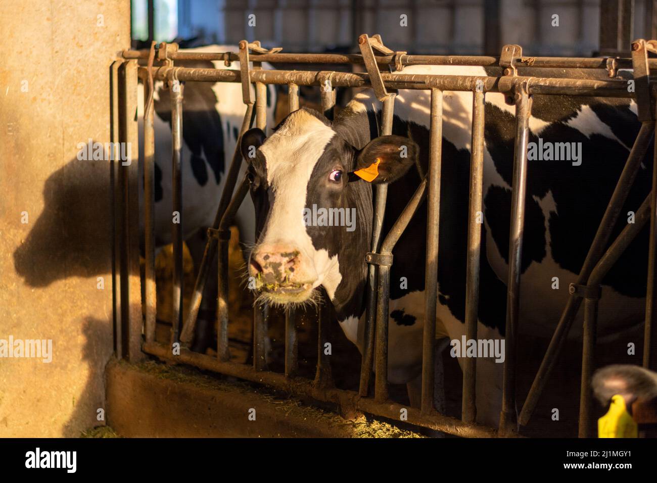 Sunny morning on parmesan parmiggiano-reggiano cheese production farm ...