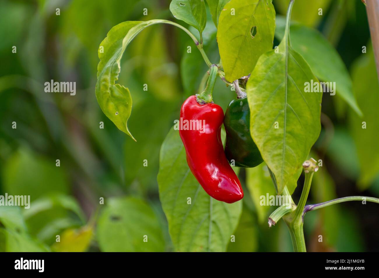 Vegetable eco garden, red bell peppers ripening on plant Stock Photo ...