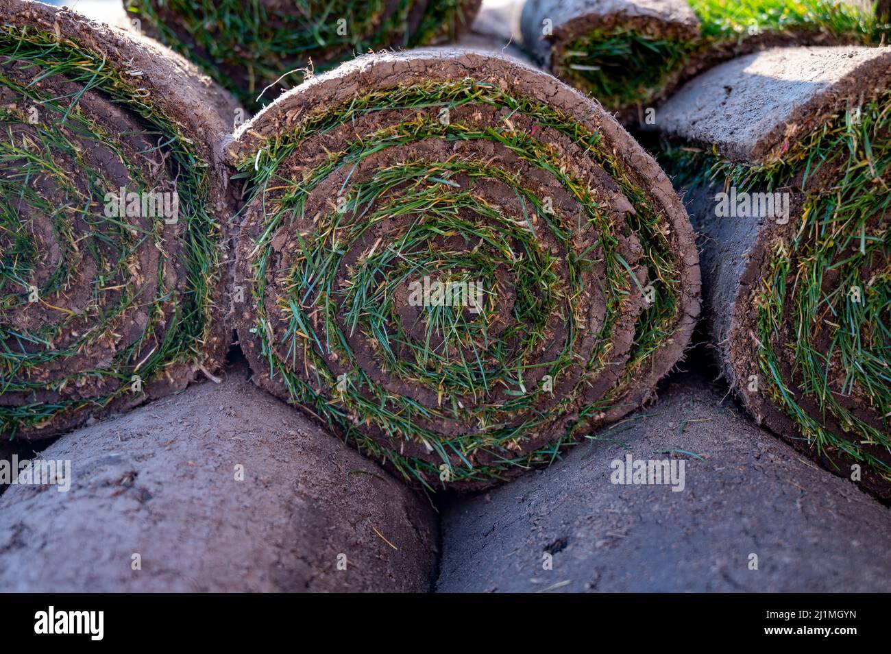 Garden reconstruction works in progress, new green plants ready for ...