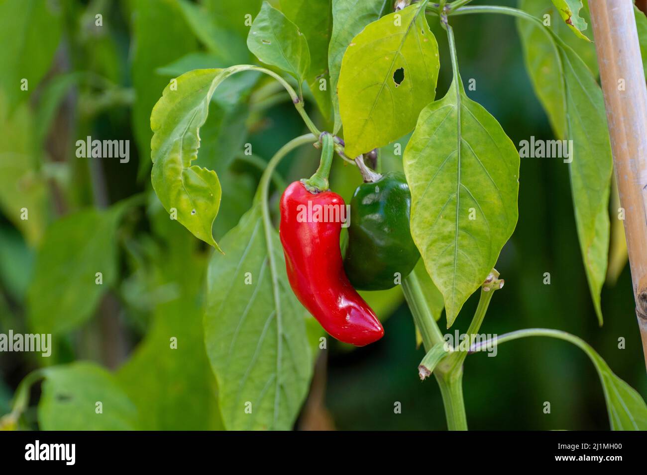 Vegetable eco garden, red bell peppers ripening on plant Stock Photo ...