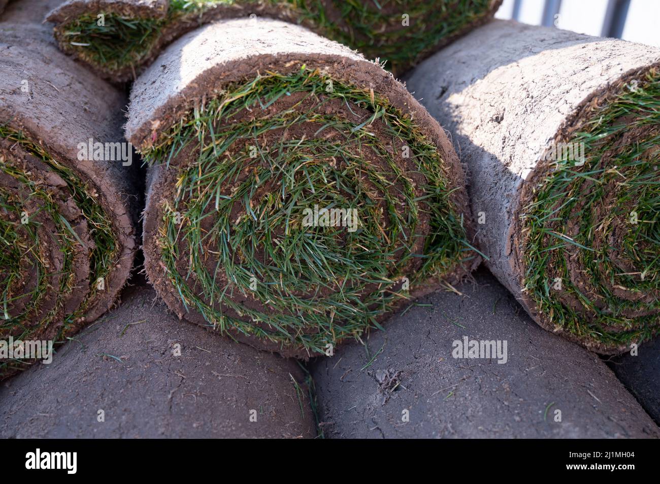 Garden reconstruction works in progress, new green plants ready for ...