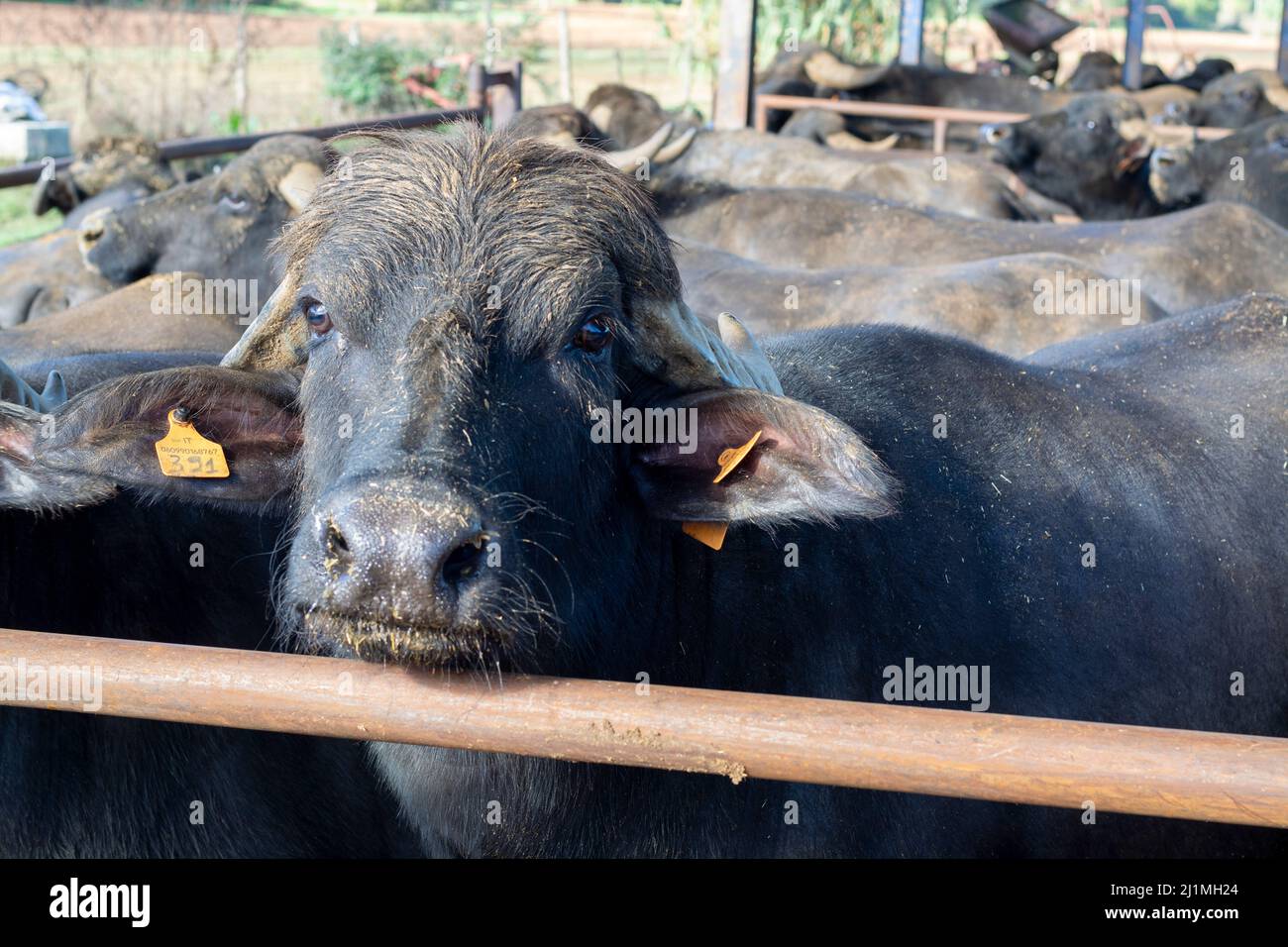 Mediterranea Italiana black buffalo raised on Italian cheese farm for ...