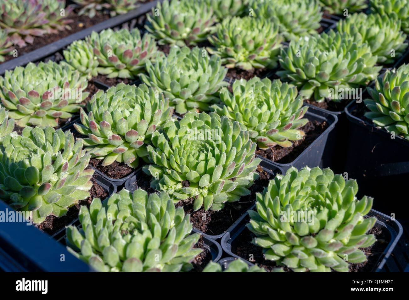 Variety of sempervivum succulent plants for garden landscape alpine ...