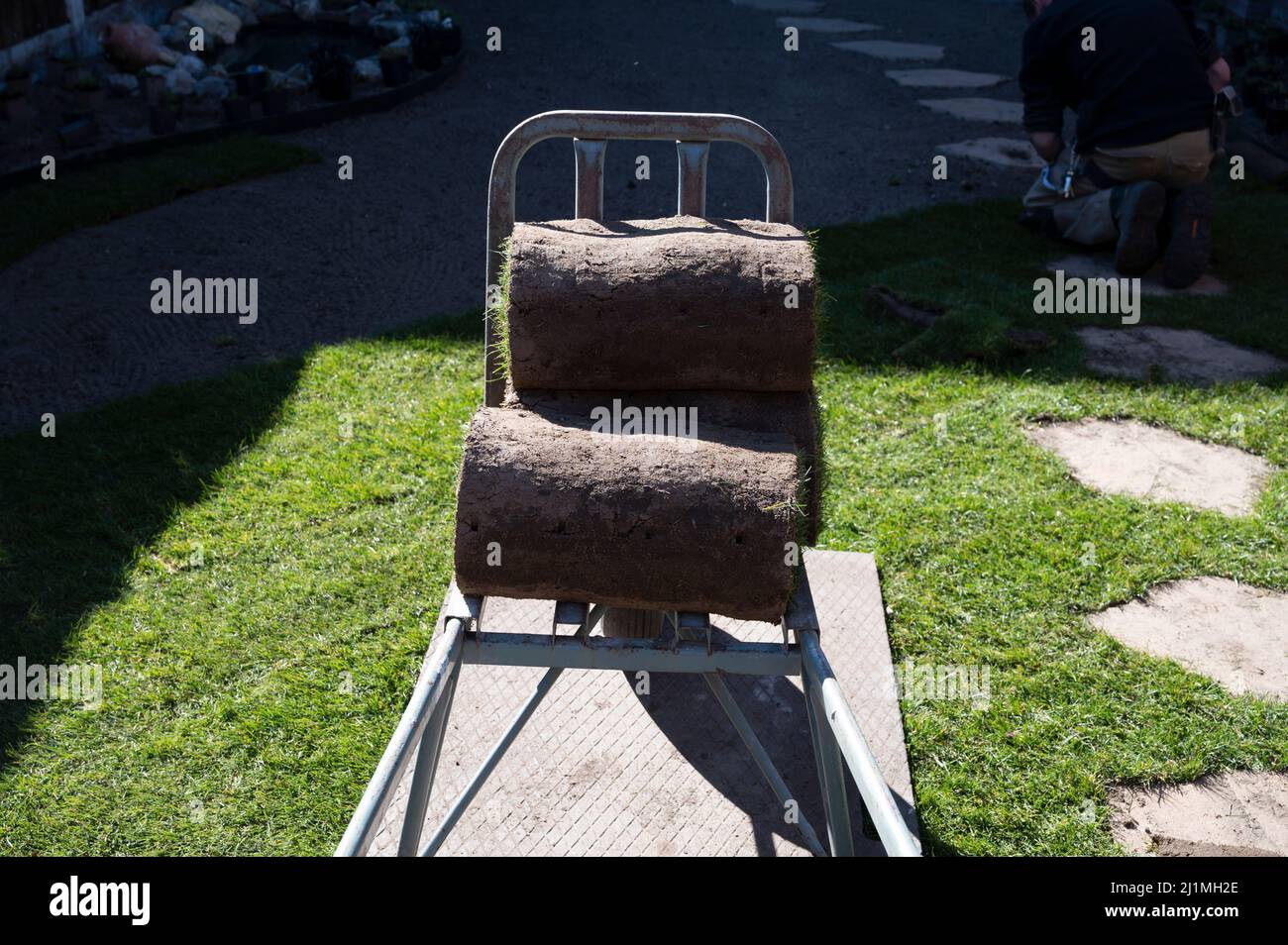 Making of natural green lawn in garden with rolls of green grass ...