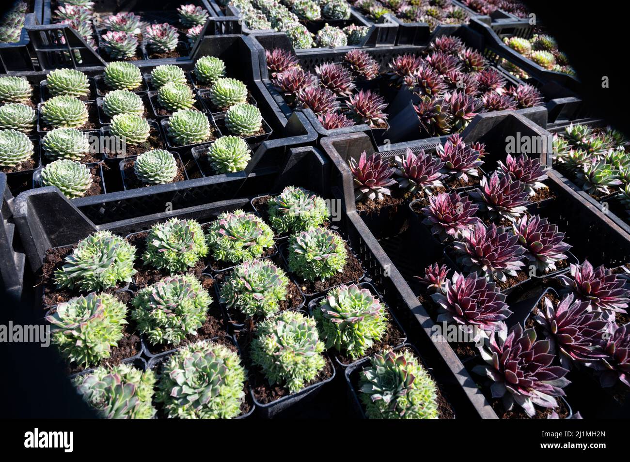 Variety of sempervivum succulent plants for garden landscape alpine ...