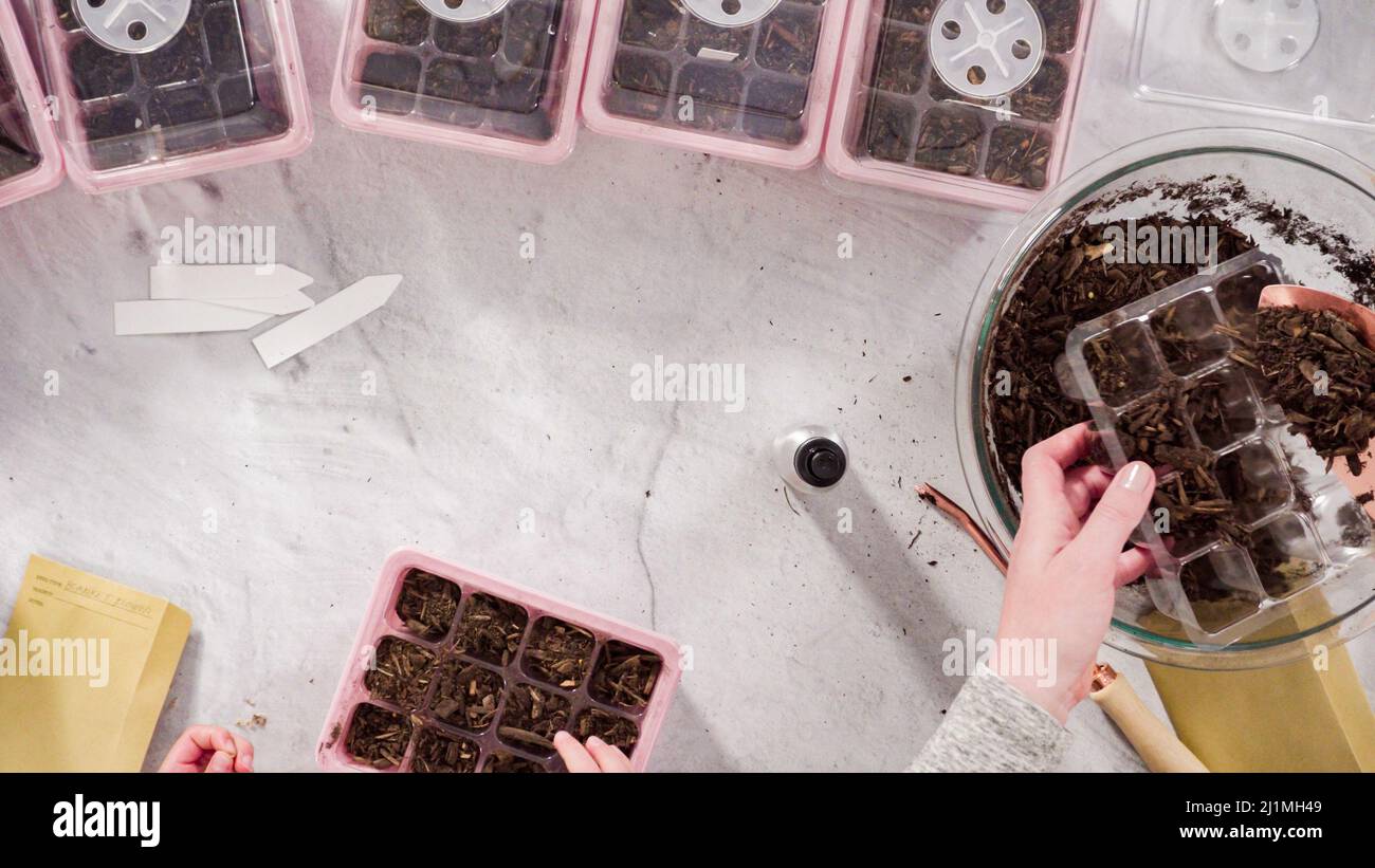 Flat lay. Planting seeds in seed propagator with soil Stock Photo - Alamy