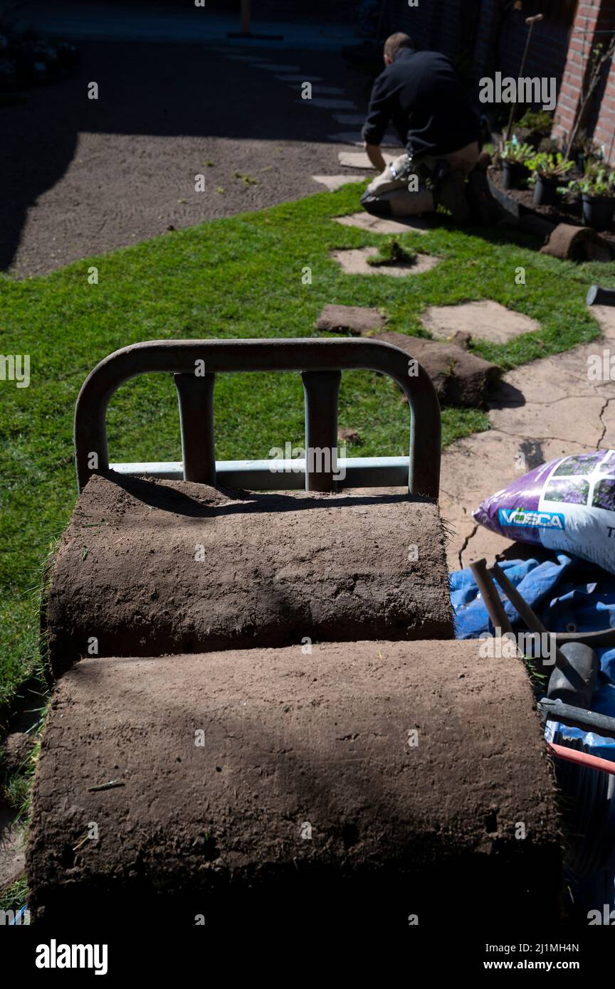 Making of natural green lawn in garden with rolls of green grass ...