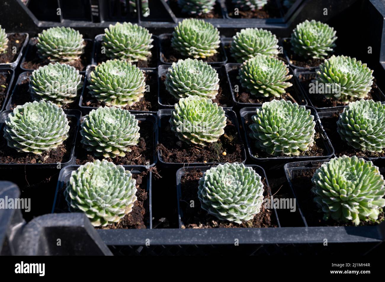 Variety of sempervivum succulent plants for garden landscape alpine ...