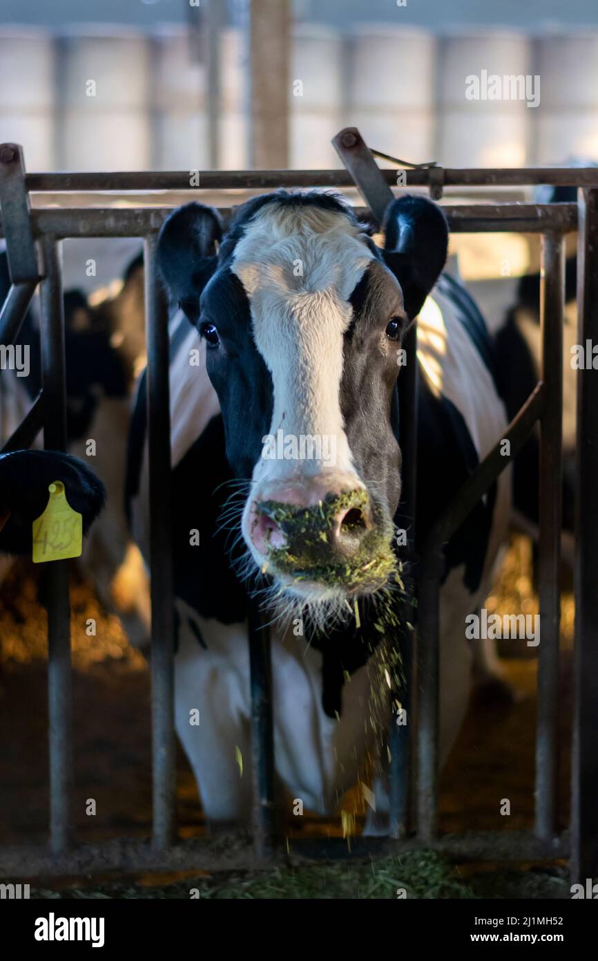Sunny morning on parmesan parmiggiano-reggiano cheese production farm ...