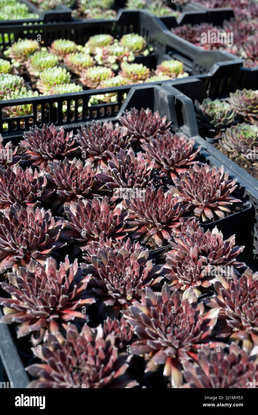 Variety of sempervivum succulent plants for garden landscape alpine ...