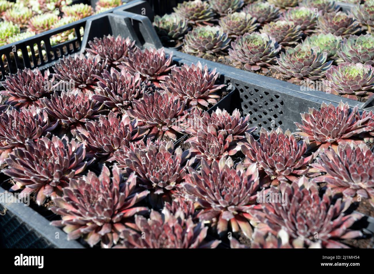 Variety of sempervivum succulent plants for garden landscape alpine ...