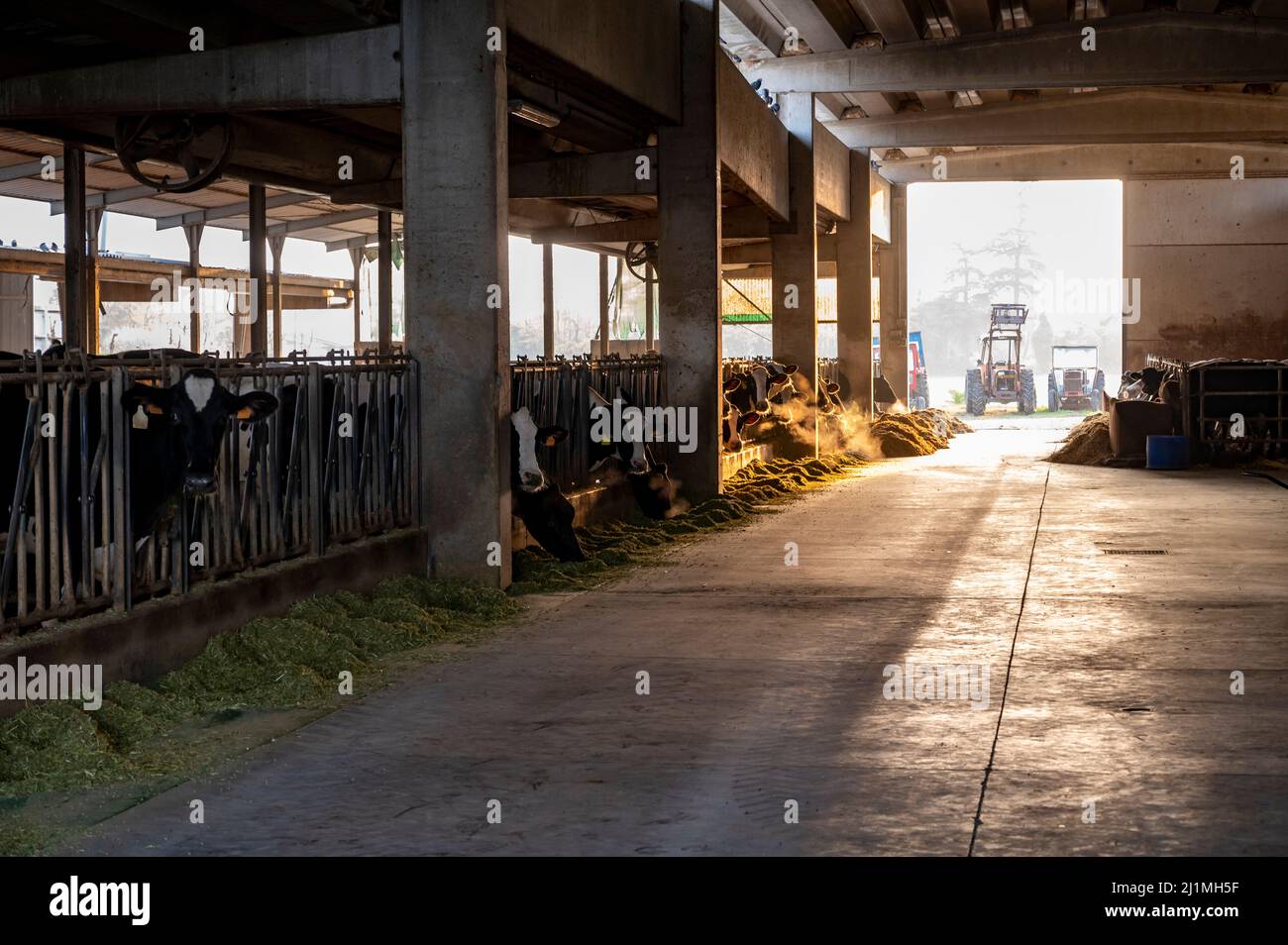 Sunny morning on parmesan parmiggiano-reggiano cheese production farm ...