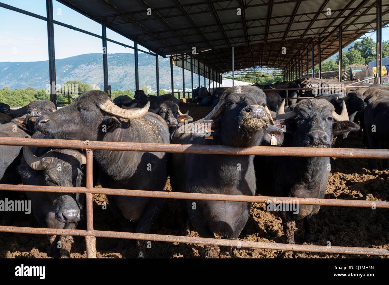 Mediterranea Italiana black buffalo raised on Italian cheese farm for ...