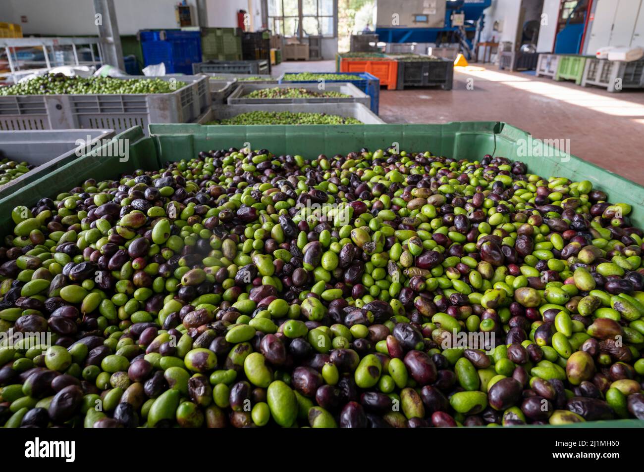 Fresh ripe black and green olives in boxes ready for extraction and ...