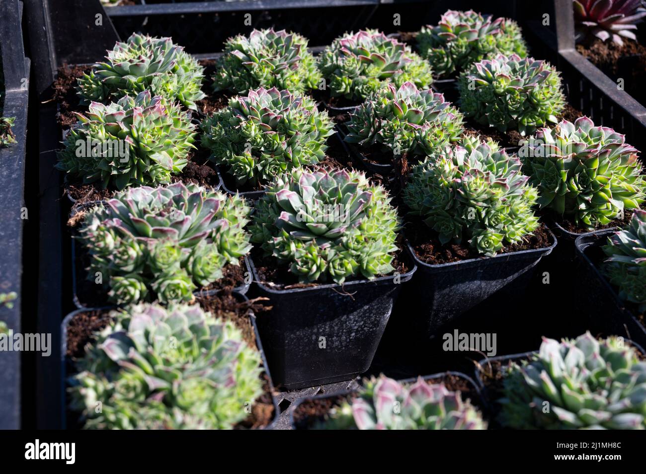 Variety of sempervivum succulent plants for garden landscape alpine ...