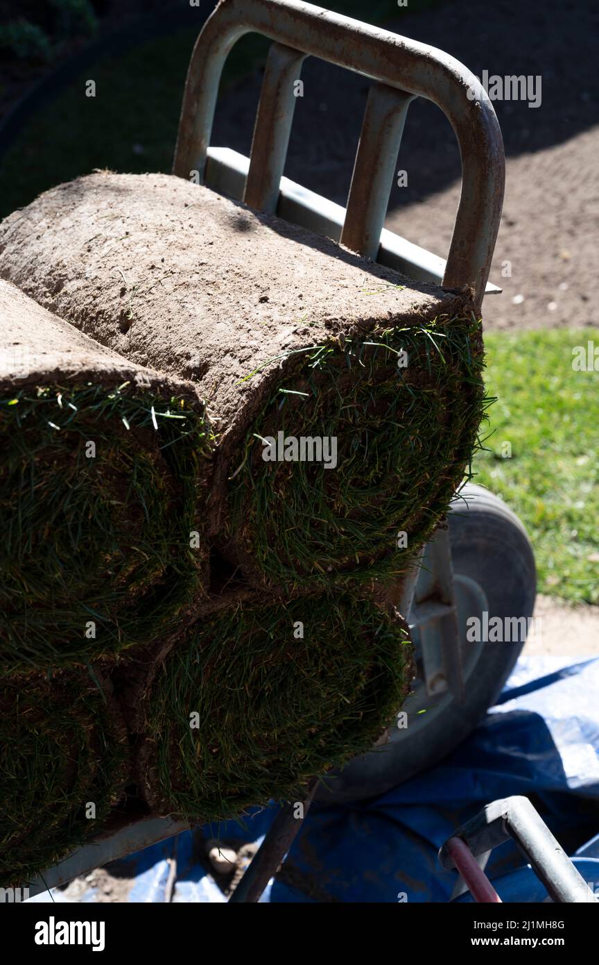 Making of natural green lawn in garden with rolls of green grass ...