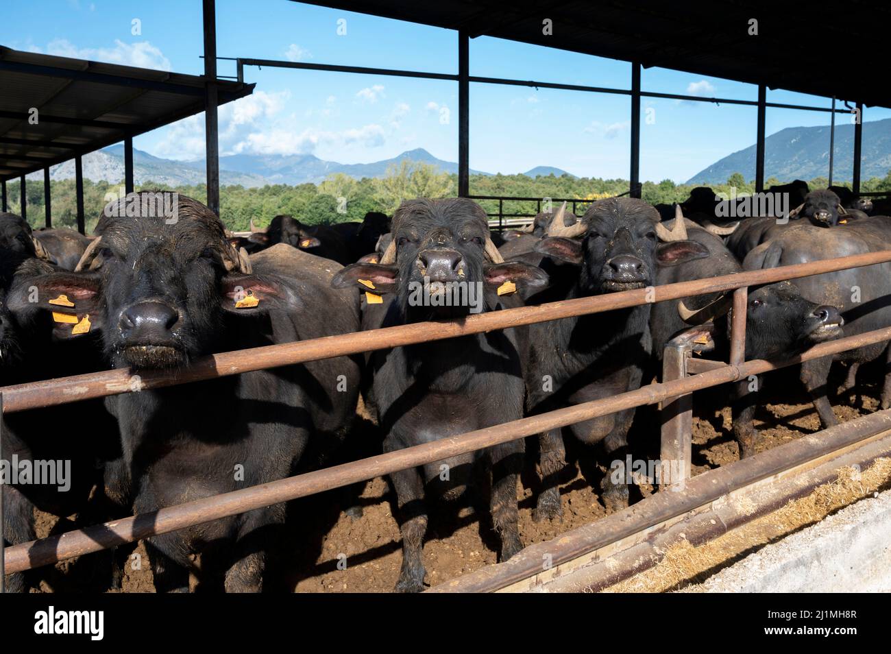 Mediterranea Italiana black buffalo raised on Italian cheese farm for ...