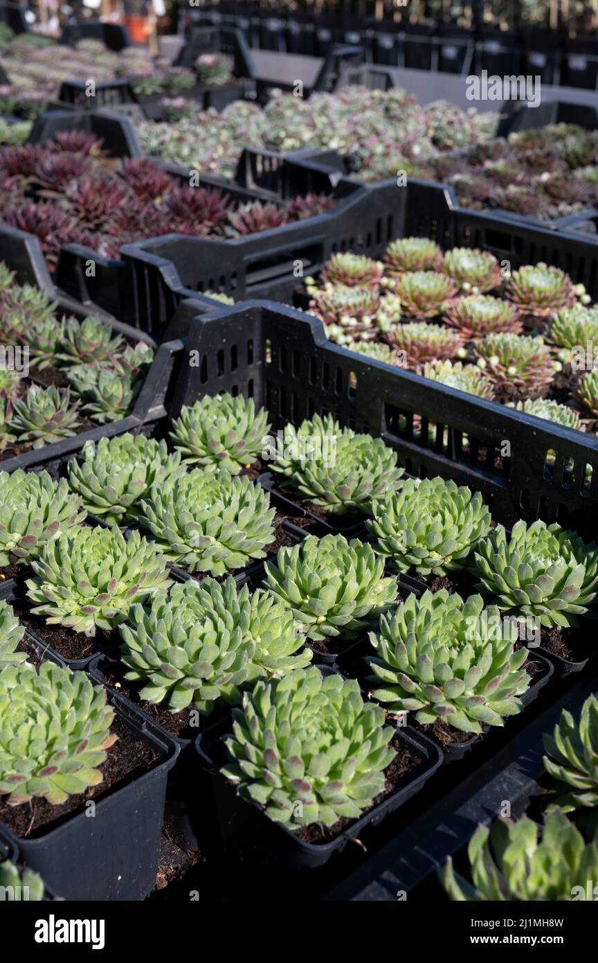 Variety of sempervivum succulent plants for garden landscape alpine ...
