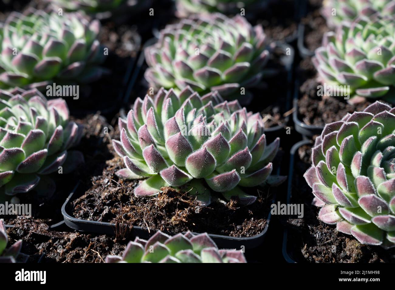 Variety of sempervivum succulent plants for garden landscape alpine ...