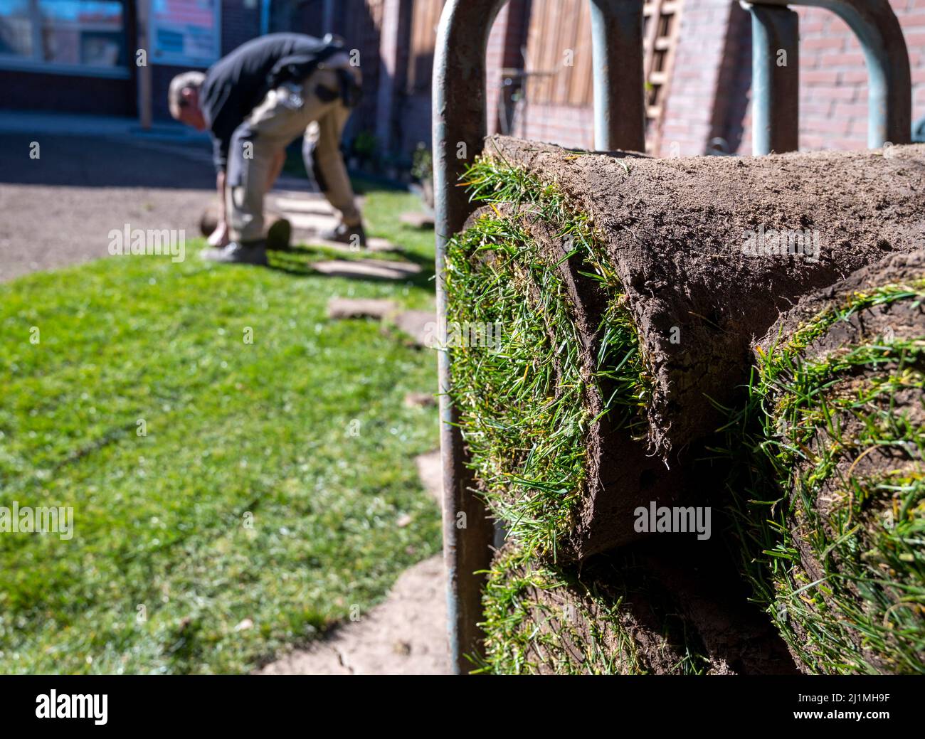 Making of natural green lawn in garden with rolls of green grass ...