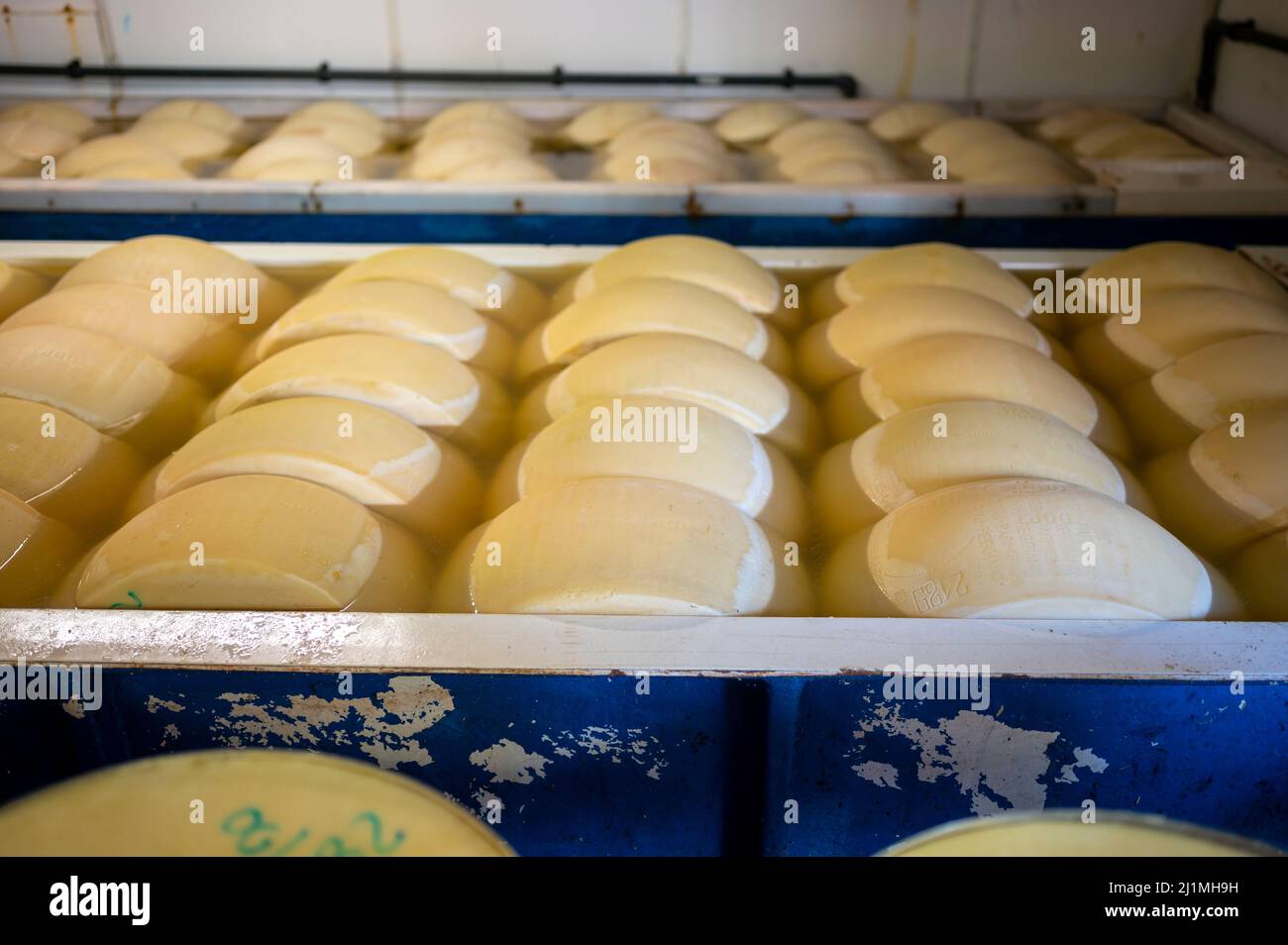 Process of making parmigiano-reggiano parmesan hard cheese on small ...