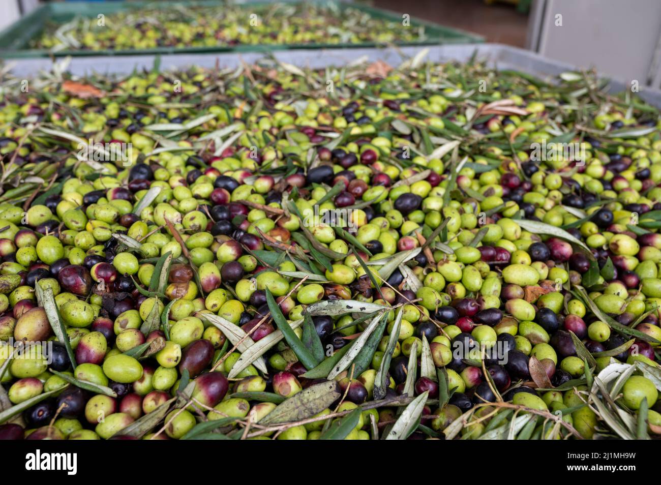 Olive oil mill tuscany hi-res stock photography and images - Alamy