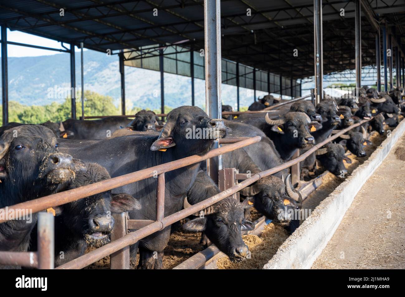 Mediterranea Italiana black buffalo raised on Italian cheese farm for ...