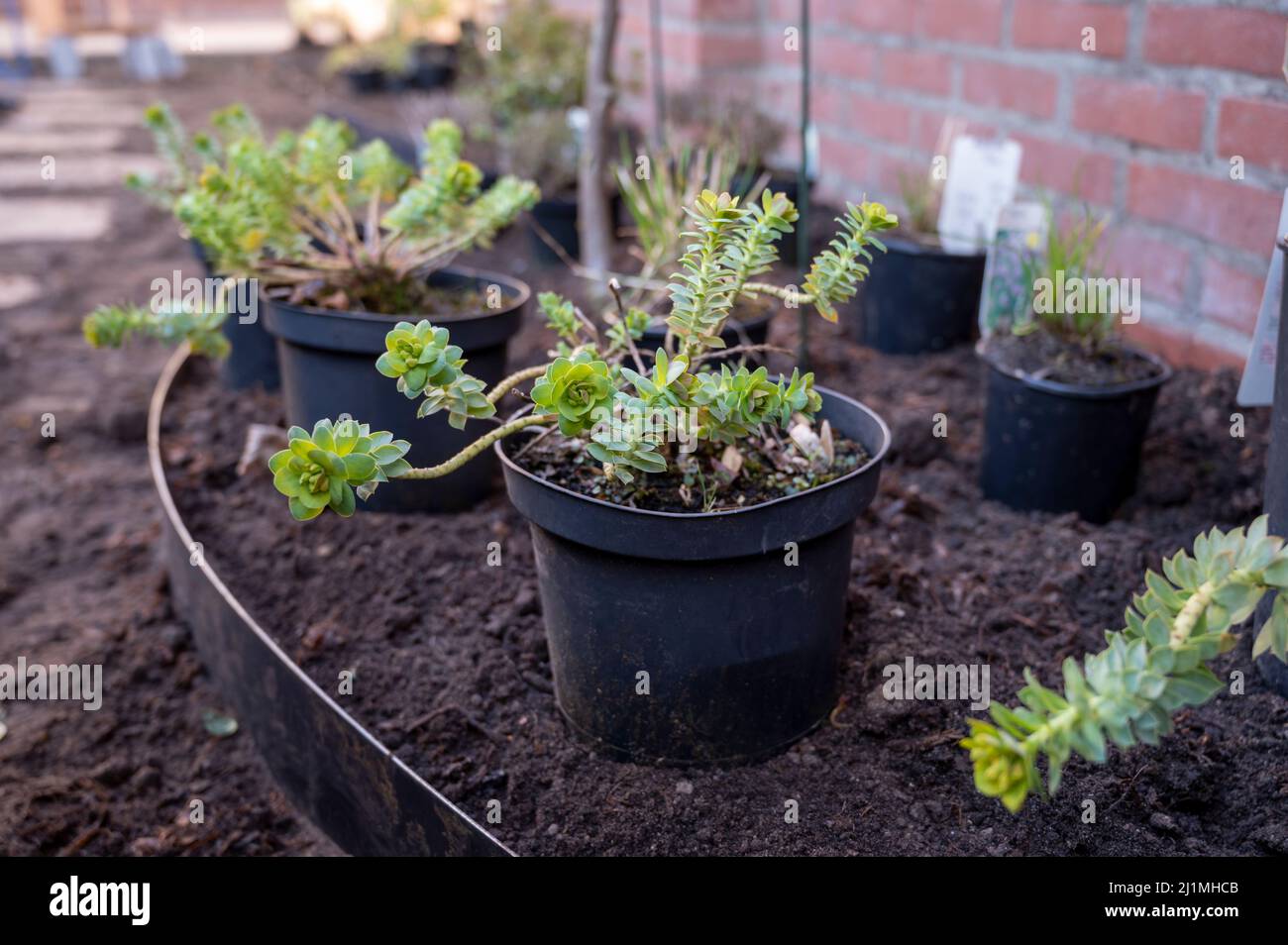 Garden reconstruction works in progress, new green plants ready for ...