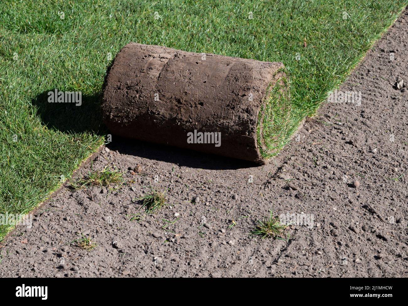 Making of natural green lawn in garden with rolls of green grass ...