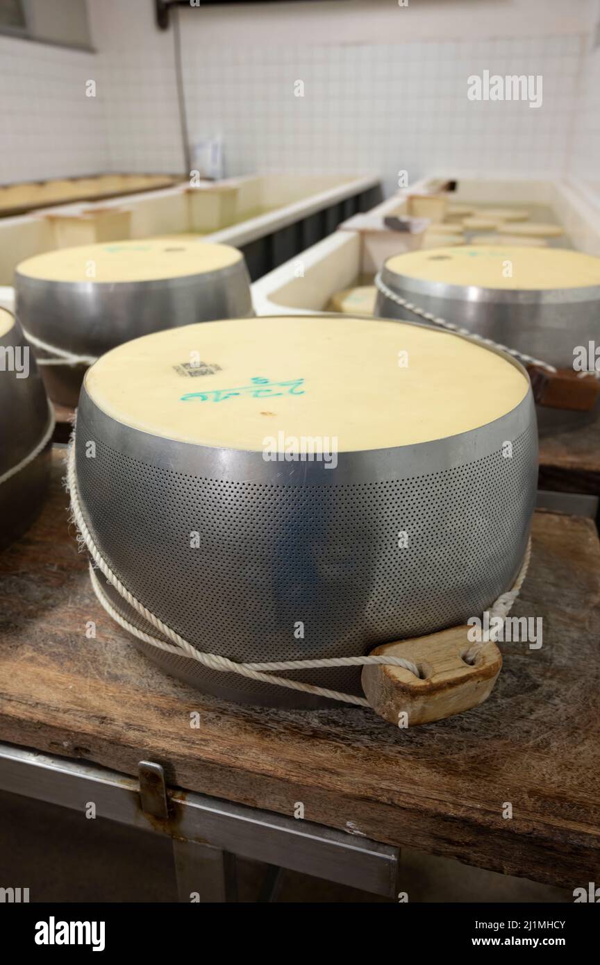 Process of making parmigiano-reggiano parmesan hard cheese on small ...