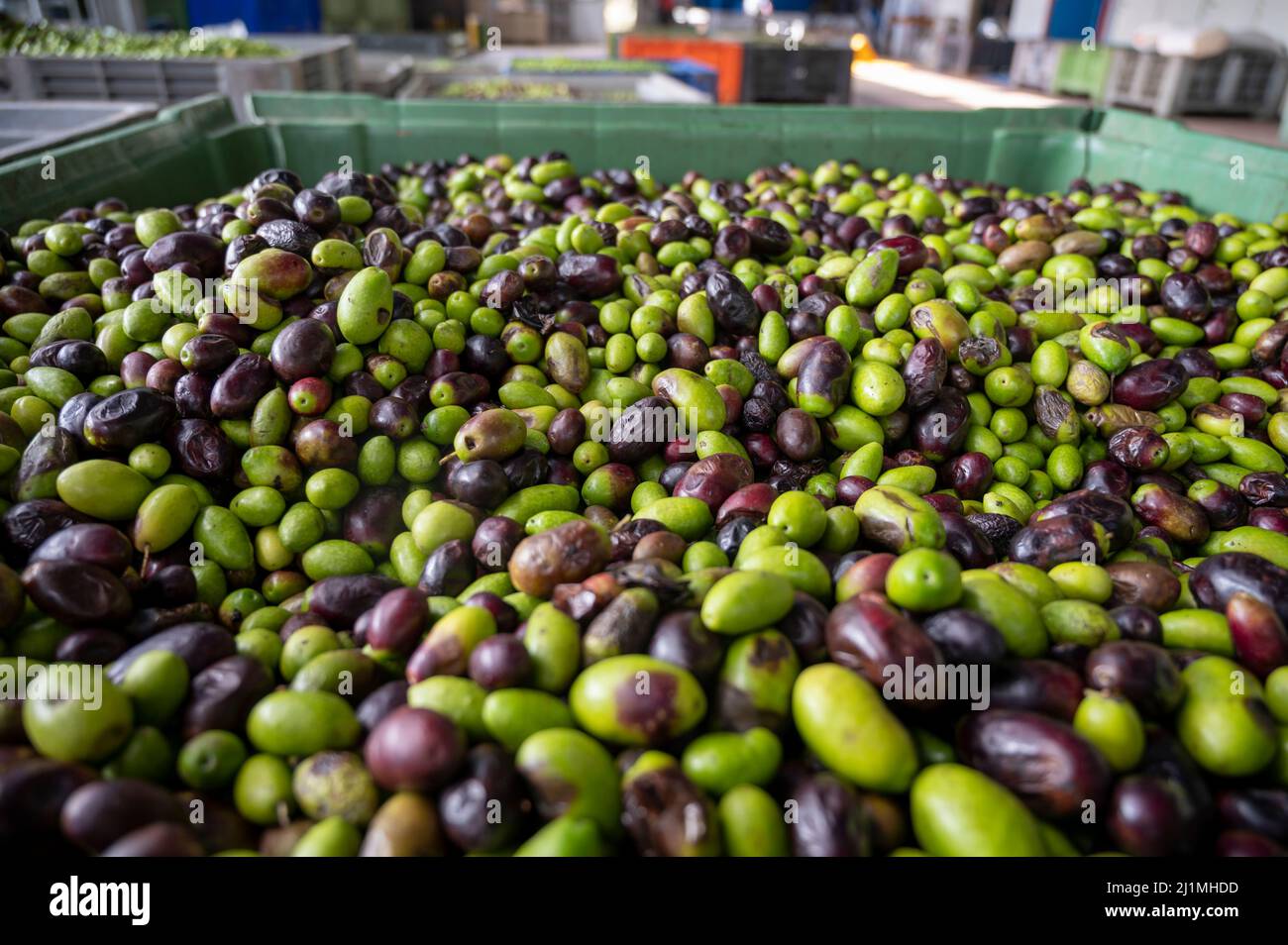 Fresh ripe black and green olives in boxes ready for extraction and ...
