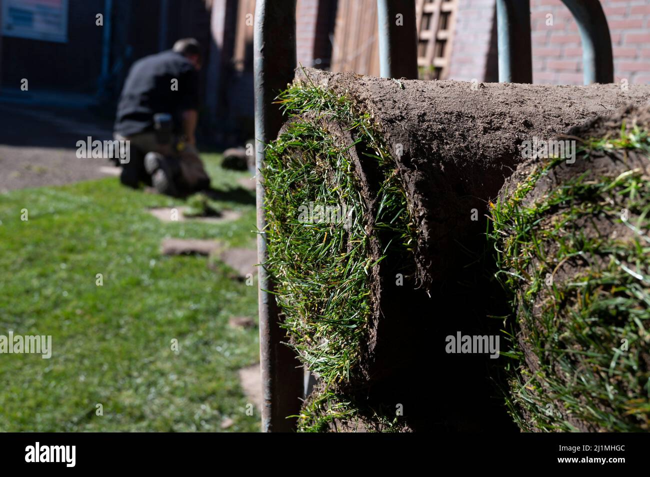 Making of natural green lawn in garden with rolls of green grass ...