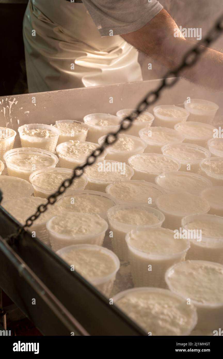Process of making fresh white soft ricotta whey cheese early morning on ...