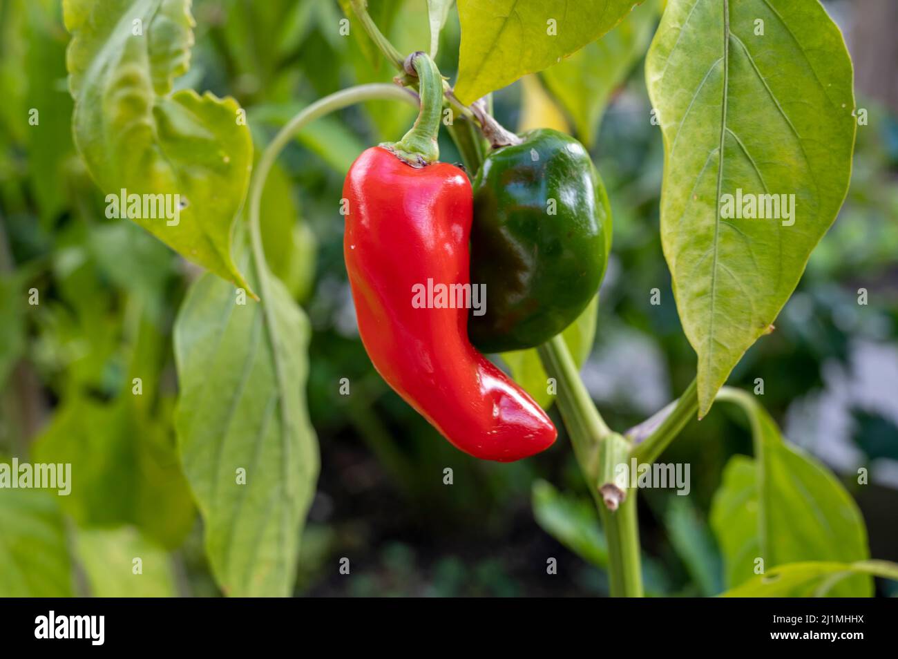 Vegetable eco garden, red bell peppers ripening on plant Stock Photo ...