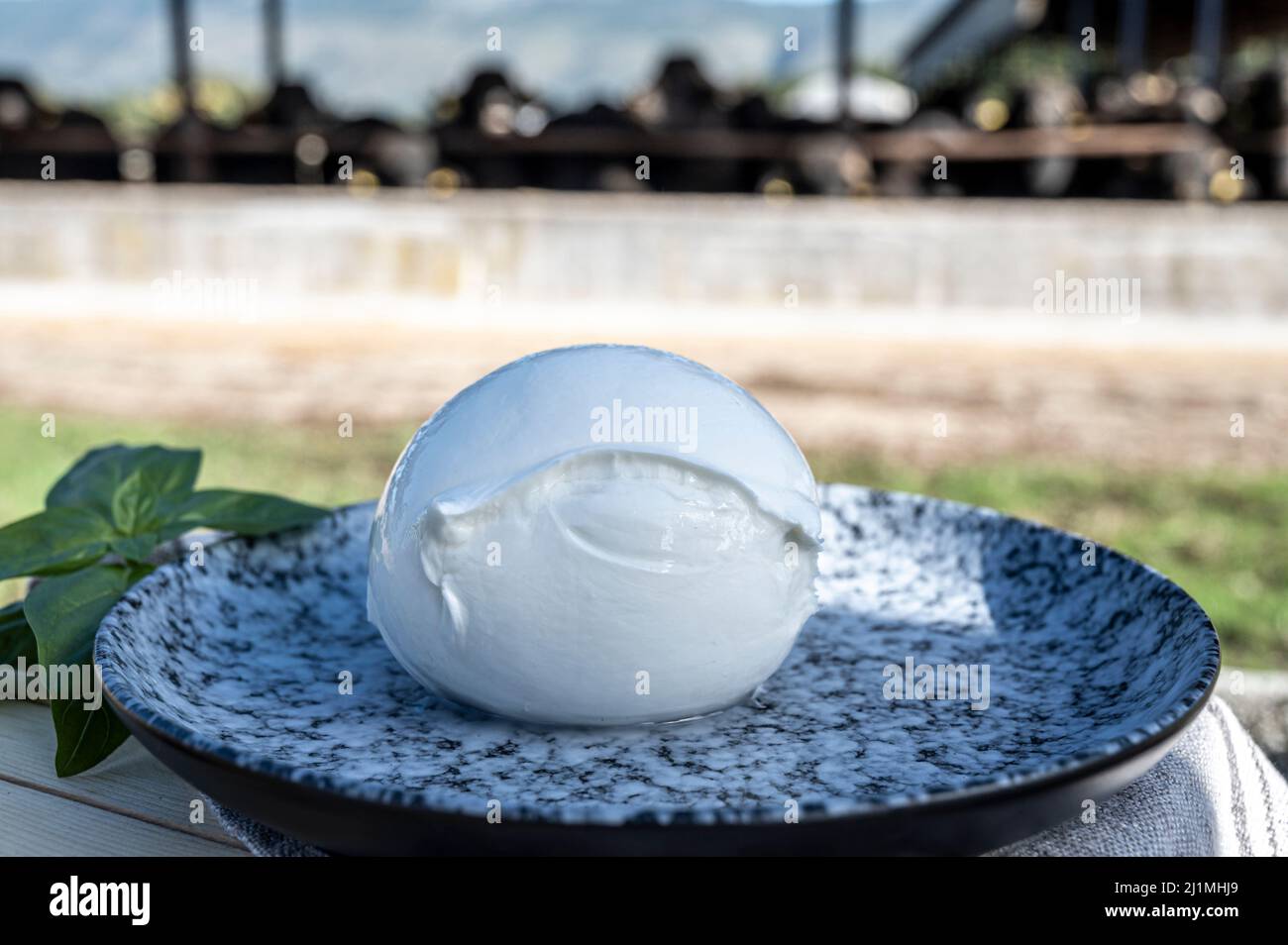 White ball of Italian soft cheese Mozzarella di Bufala Campana and ...